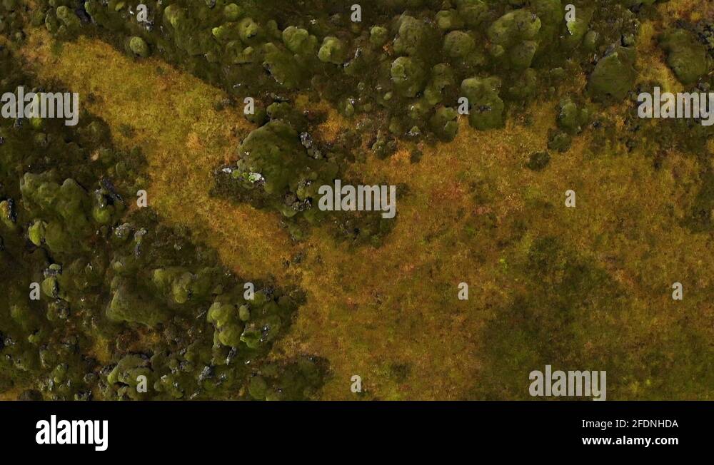 Lava moss Stock Videos & Footage - HD and 4K Video Clips - Alamy