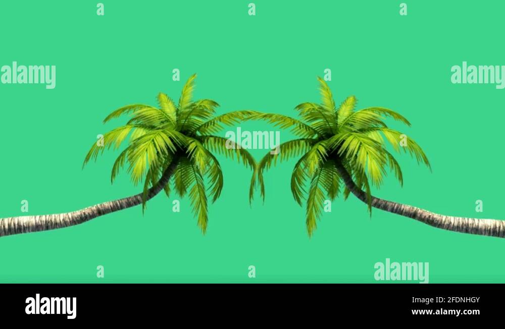 Two coconut tree Stock Videos & Footage - HD and 4K Video Clips - Alamy