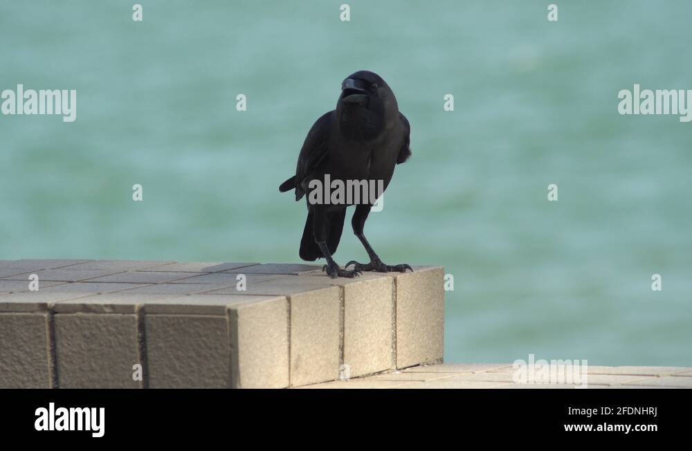 The crow stand Stock Videos & Footage - HD and 4K Video Clips - Alamy
