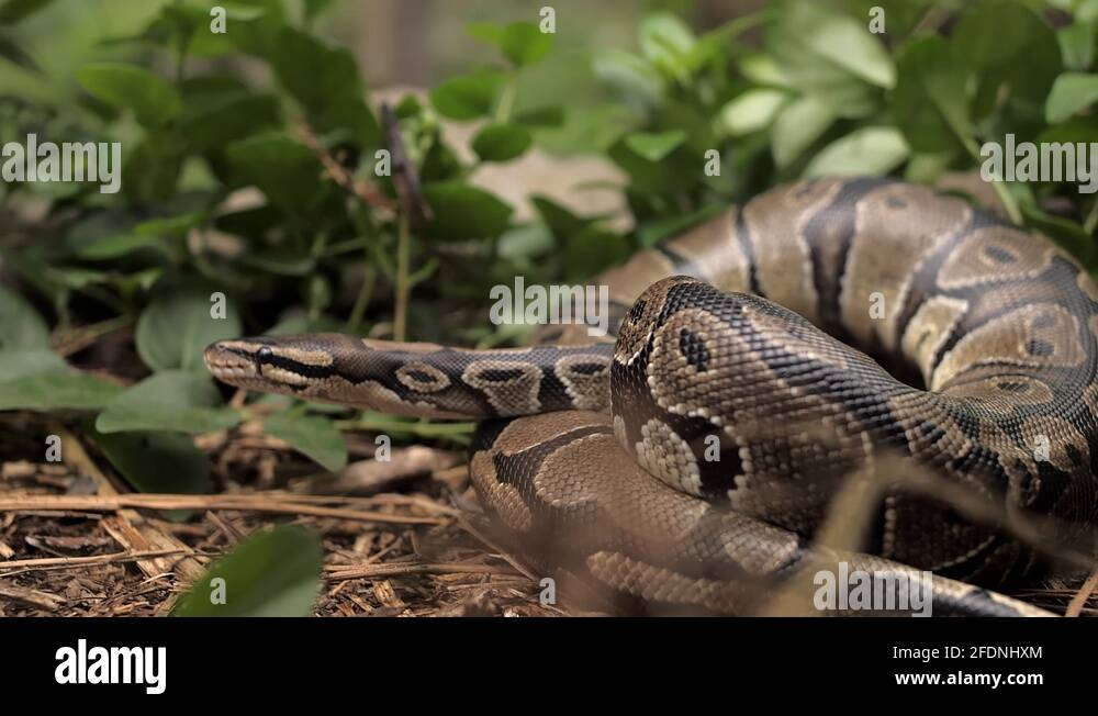 Protected snake Stock Videos & Footage - HD and 4K Video Clips - Alamy