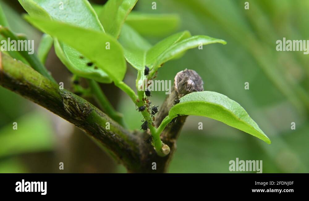 Aphids on young lemon tree leaves, pulsating Stock Video Footage - Alamy