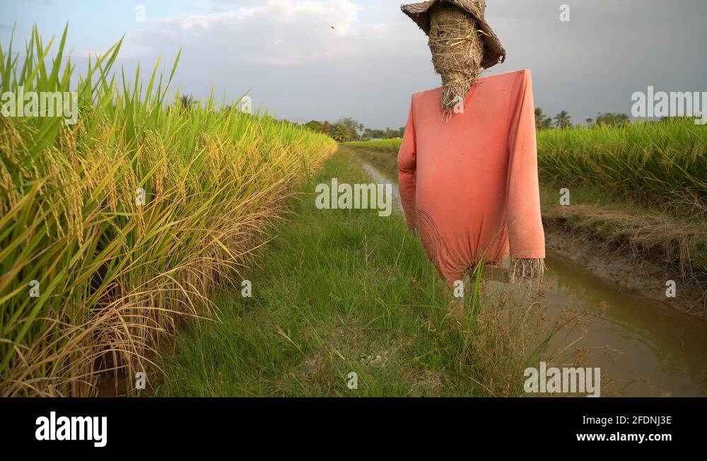 Scarecrow in rice field Stock Videos & Footage - HD and 4K Video Clips ...