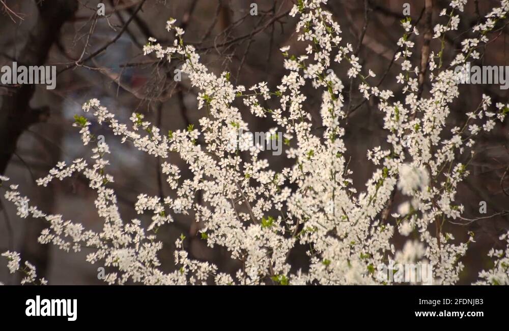 Flourishing tree Stock Videos & Footage - HD and 4K Video Clips - Alamy