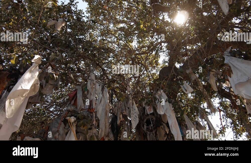 A shot of a wishing tree with countless messages, wishes and hopes ...