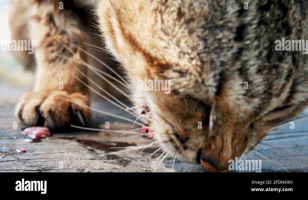 Cat eat outdoor fish Stock Videos & Footage - HD and 4K Video Clips - Alamy