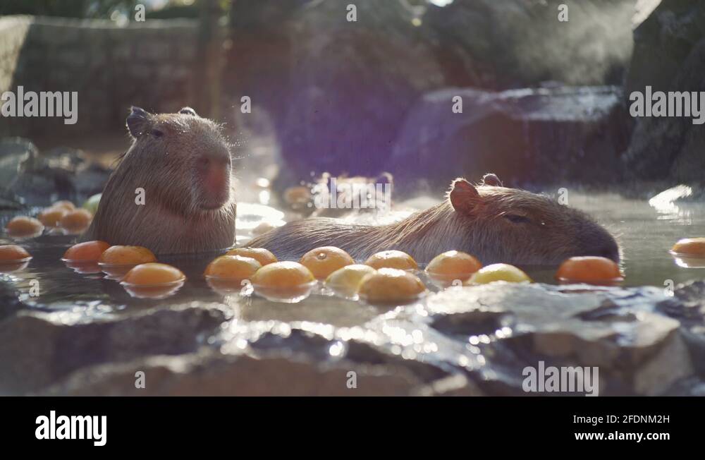 Capybaras bath Stock Videos & Footage - HD and 4K Video Clips - Alamy