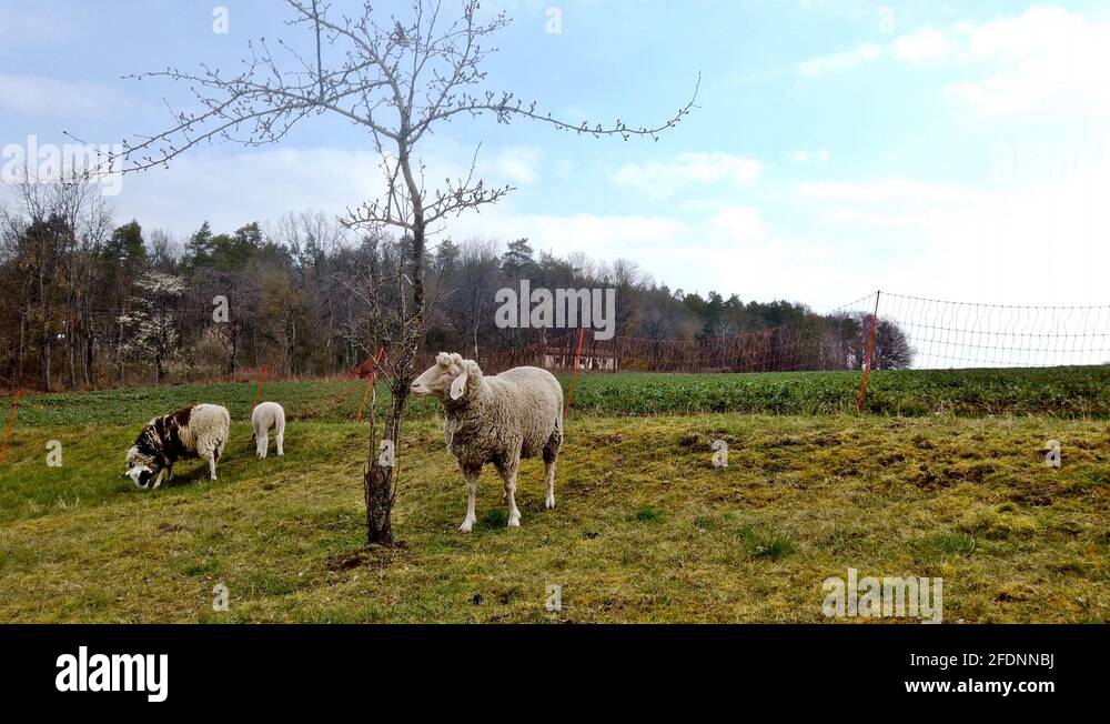 Tree and sheep Stock Videos & Footage - HD and 4K Video Clips - Alamy