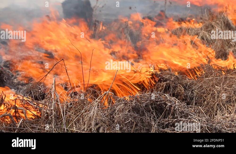 A burning field against a clear blue sky. Burning old dry last year's ...