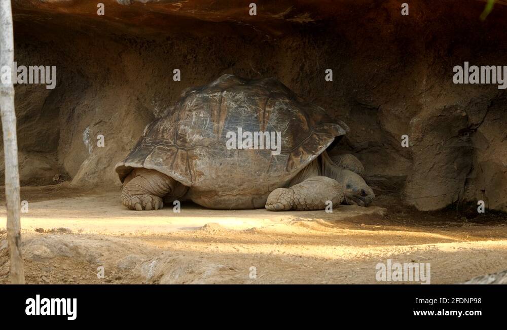 Turtle shadow Stock Videos & Footage - HD and 4K Video Clips - Alamy
