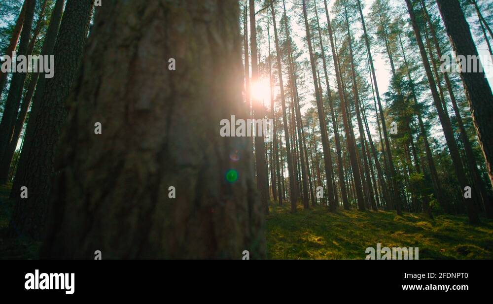 Forest slider shot behind tree Stock Videos & Footage - HD and 4K Video ...