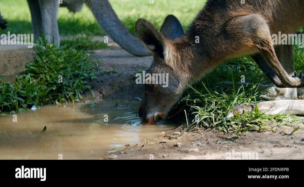 Red Kangaroo Spotted Drinking Water Inside The Lone Pine Koala ...