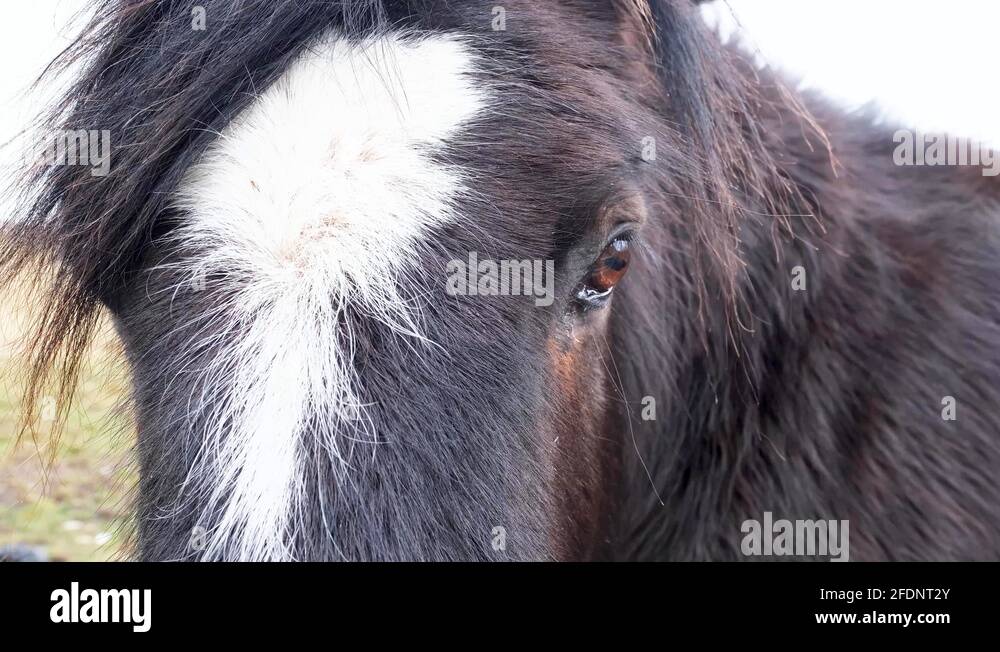Long hair mane Stock Videos & Footage - HD and 4K Video Clips - Alamy