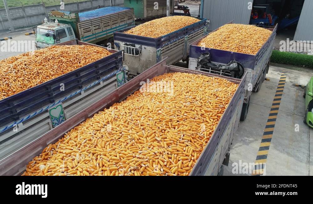 Corn transportation Stock Videos & Footage - HD and 4K Video Clips - Alamy
