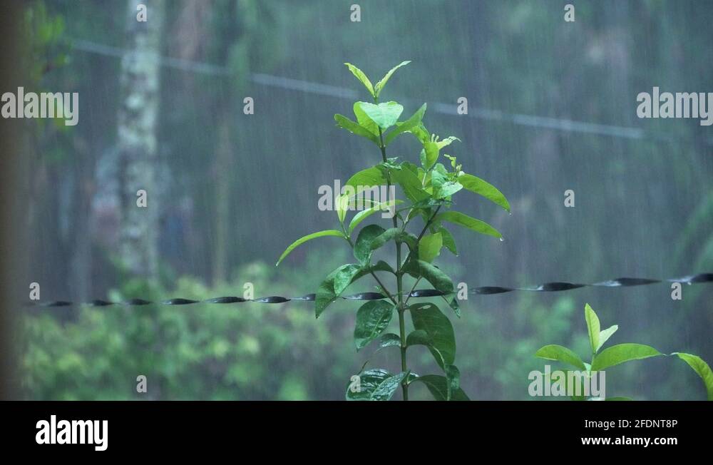 Rain on plant Stock Videos & Footage - HD and 4K Video Clips - Alamy