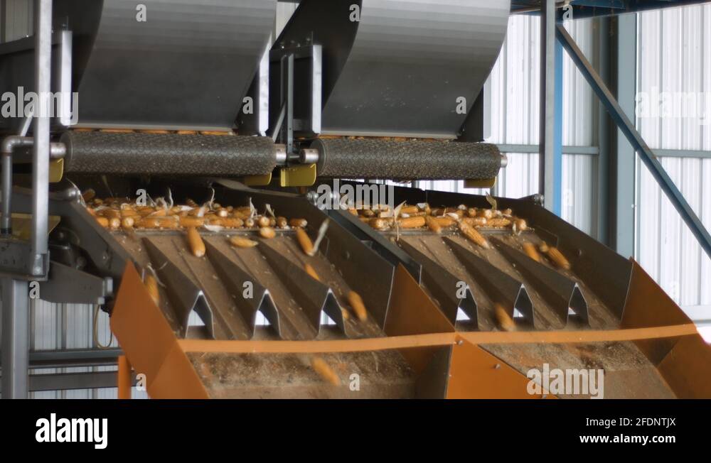 Hybridization of corn Stock Videos & Footage - HD and 4K Video Clips ...