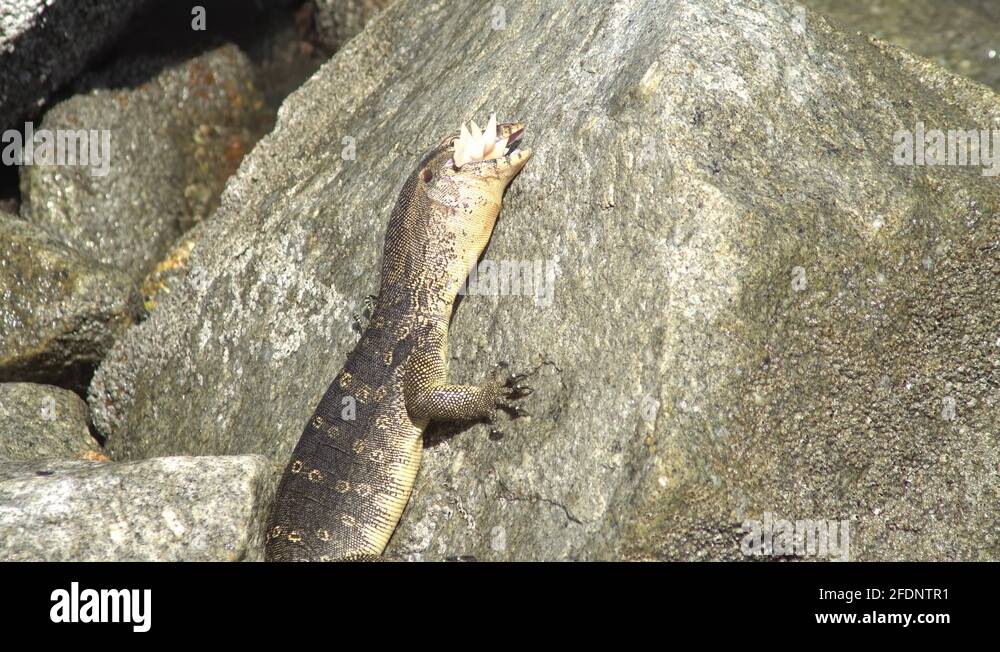 Endangered chicken Stock Videos & Footage - HD and 4K Video Clips - Alamy