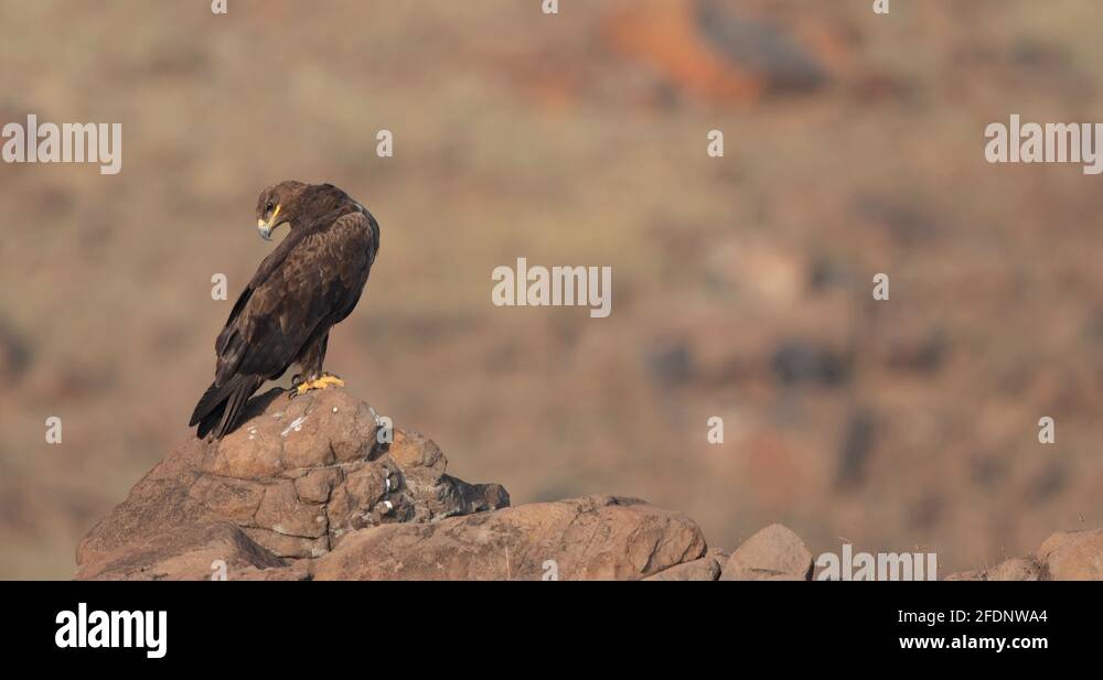 Steppe eagle migration Stock Videos & Footage - HD and 4K Video Clips ...