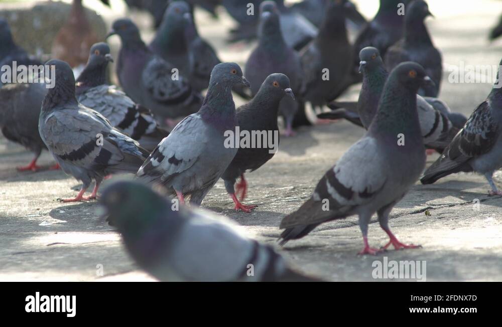 Pigeon walk Stock Videos & Footage - HD and 4K Video Clips - Alamy
