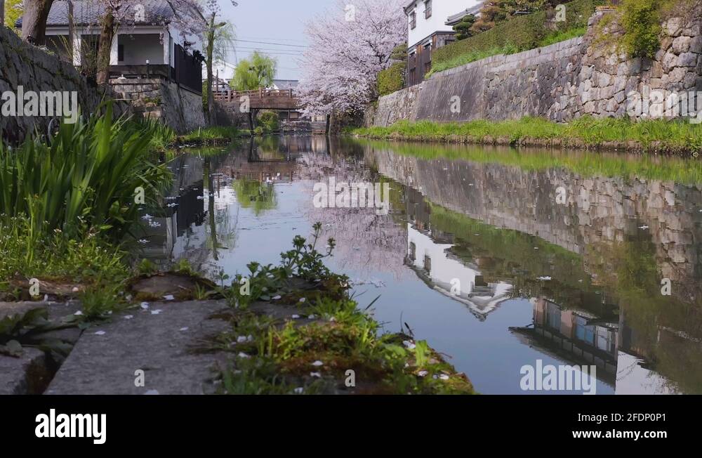 Scene of trees in japan Stock Videos & Footage - HD and 4K Video Clips ...
