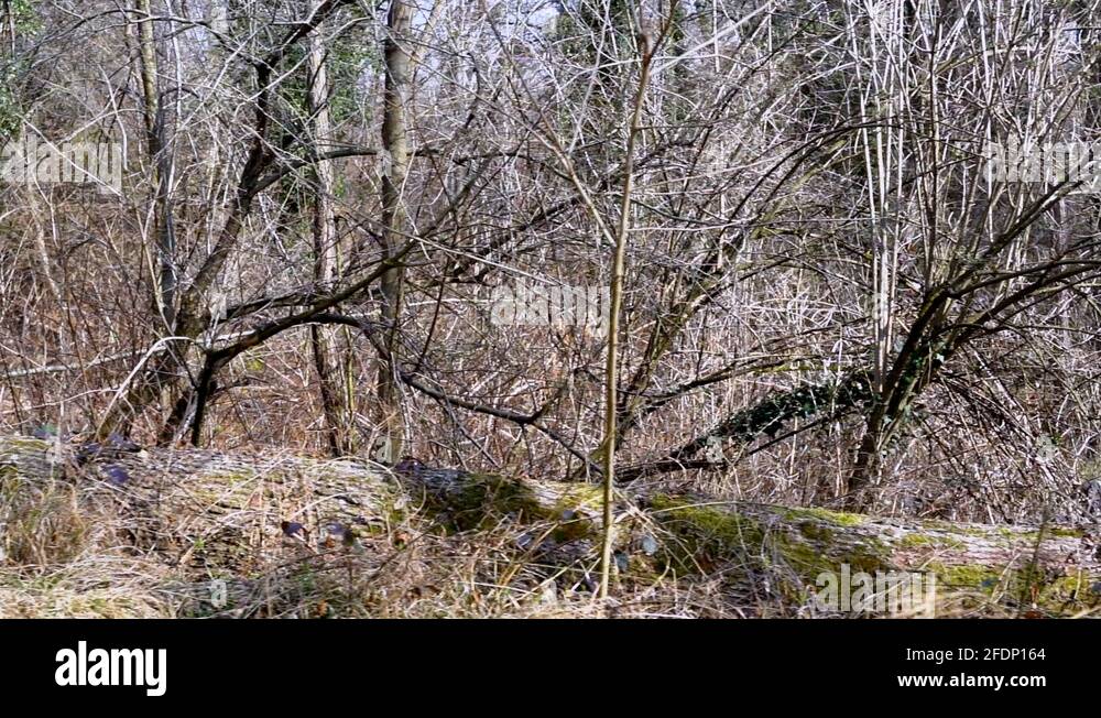Tree uproot in storm Stock Videos & Footage - HD and 4K Video Clips - Alamy