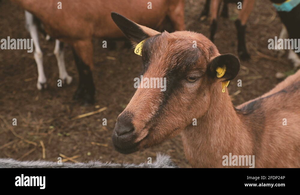 Goat funny face Stock Videos & Footage - HD and 4K Video Clips - Alamy