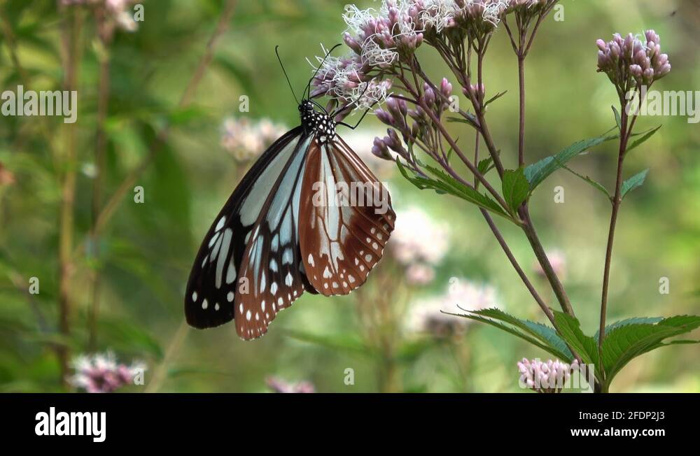 Parantica sita, the chestnut tiger butterfly feeding on nectar. 4K ...