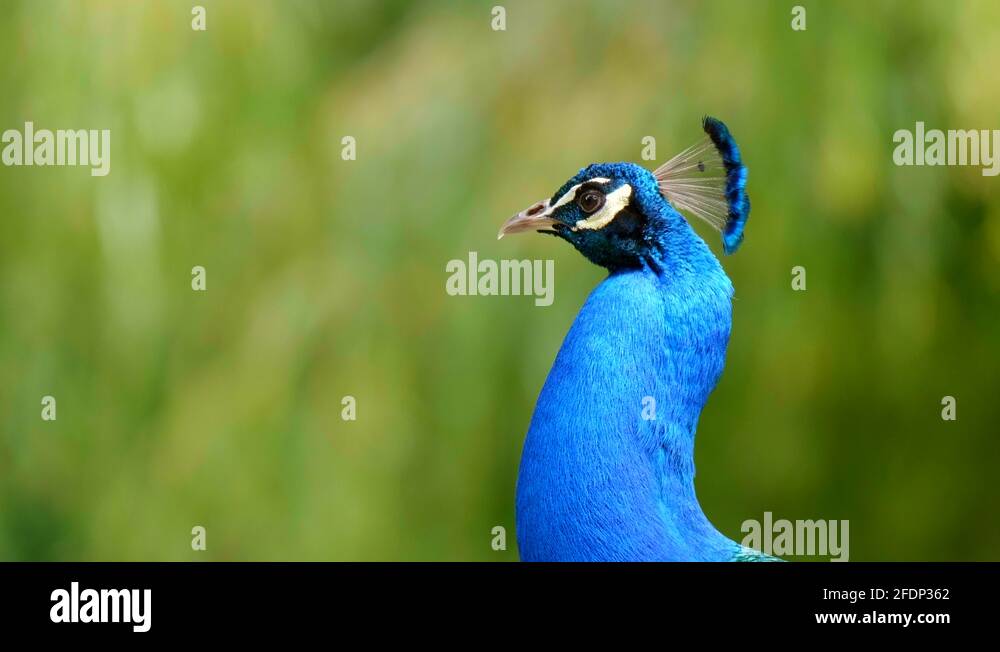 Plumage pattern Stock Videos & Footage - HD and 4K Video Clips - Alamy