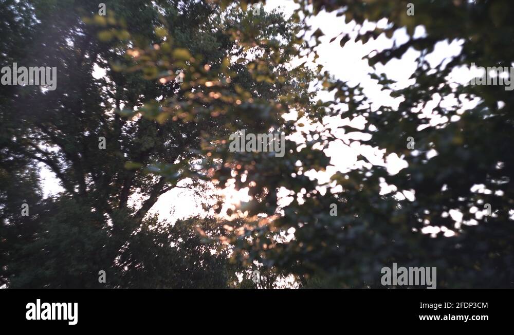 Light reflecting leaves Stock Videos & Footage - HD and 4K Video Clips ...