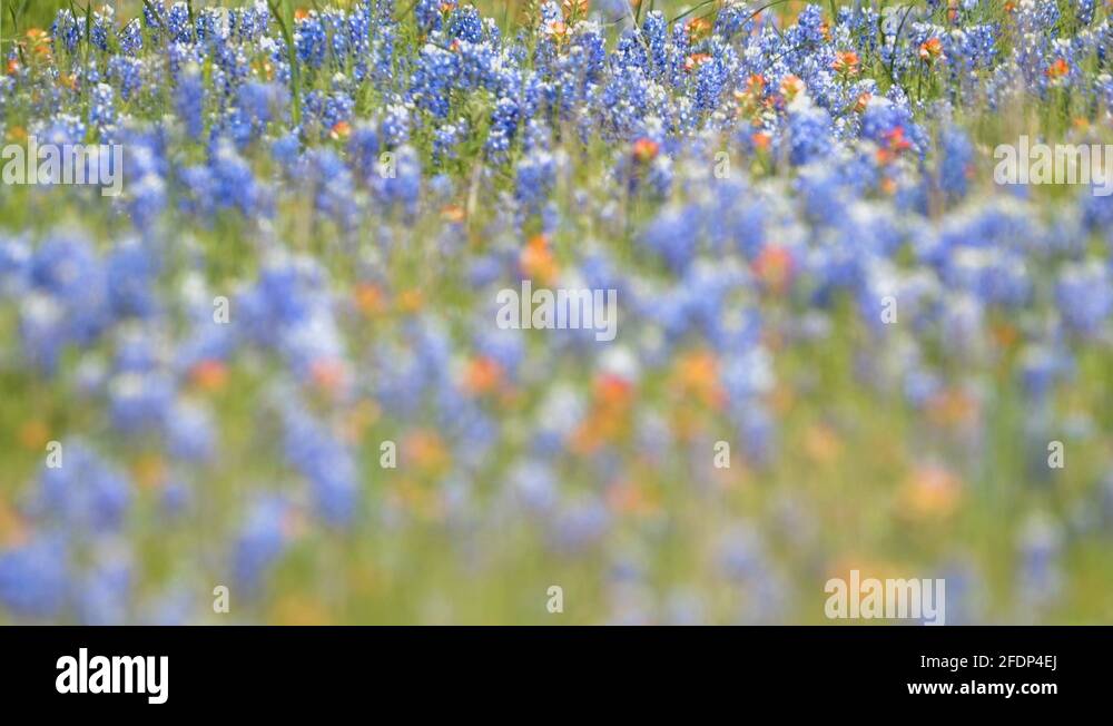 Mixed wildflower field Stock Videos & Footage - HD and 4K Video Clips ...