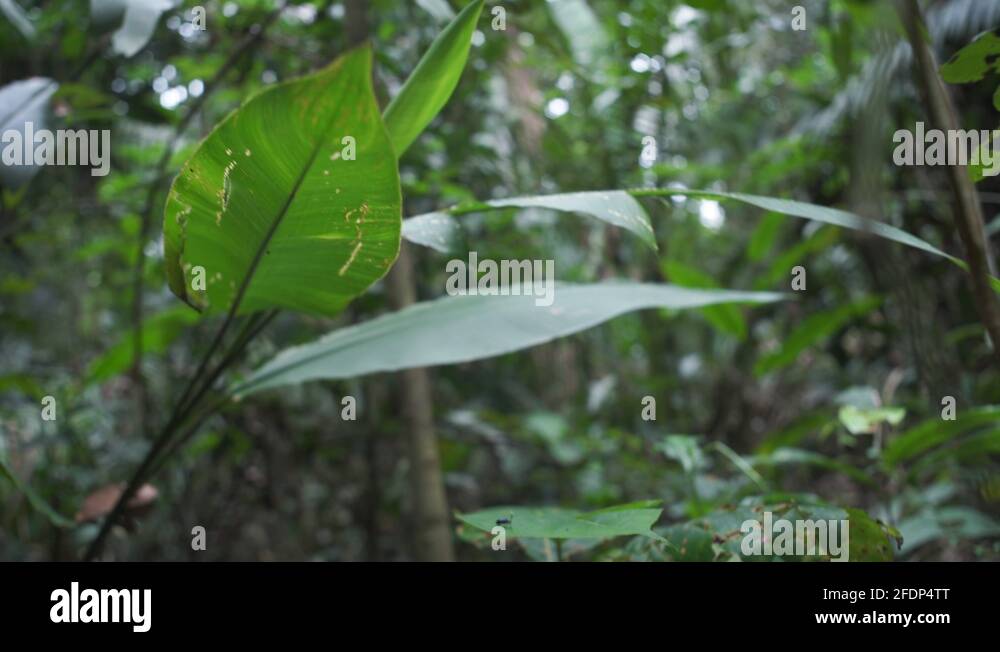 Close up of the leaves inside the Amazon rainforest Stock Video Footage ...