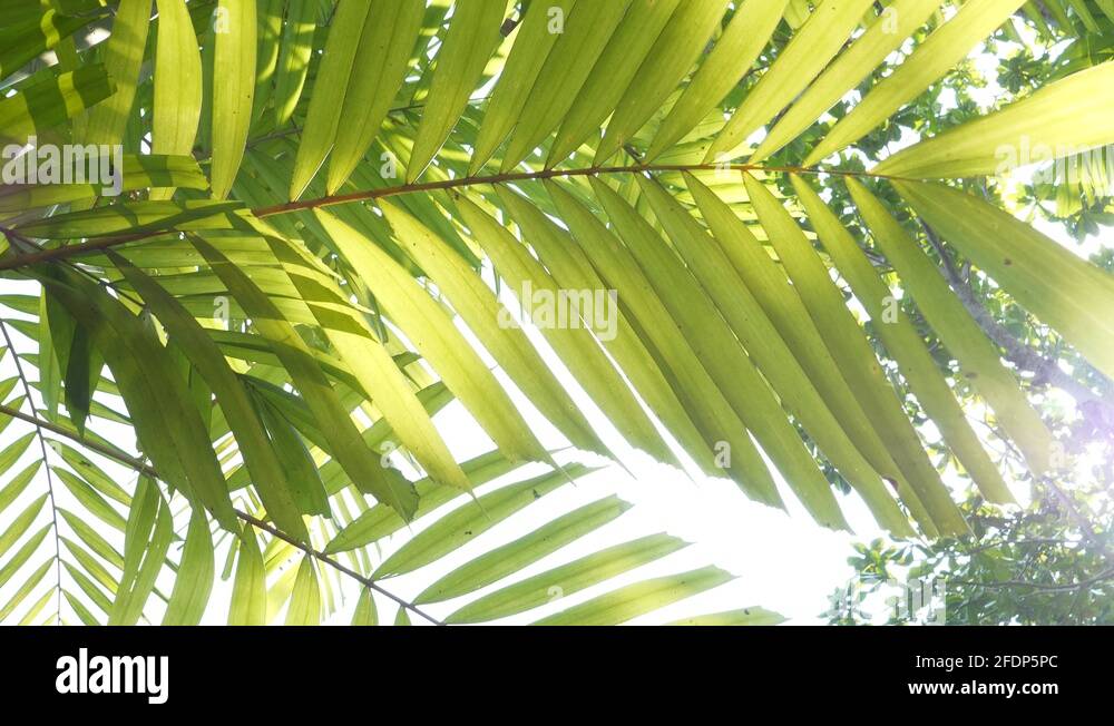 Fan leaves Stock Videos & Footage - HD and 4K Video Clips - Alamy