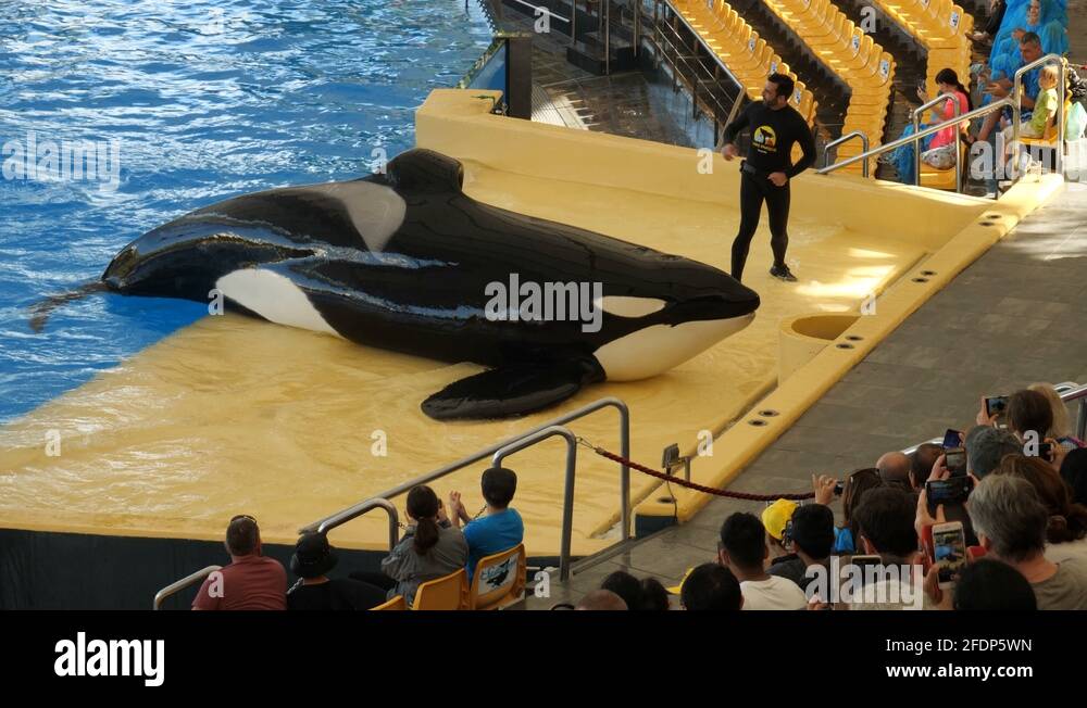 Trainer in water with whale seaworld Stock Videos & Footage - HD and 4K ...