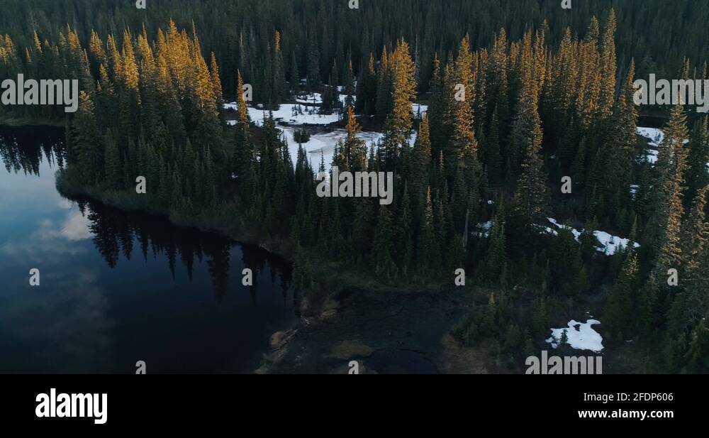 Many pine trees Stock Videos & Footage - HD and 4K Video Clips - Alamy