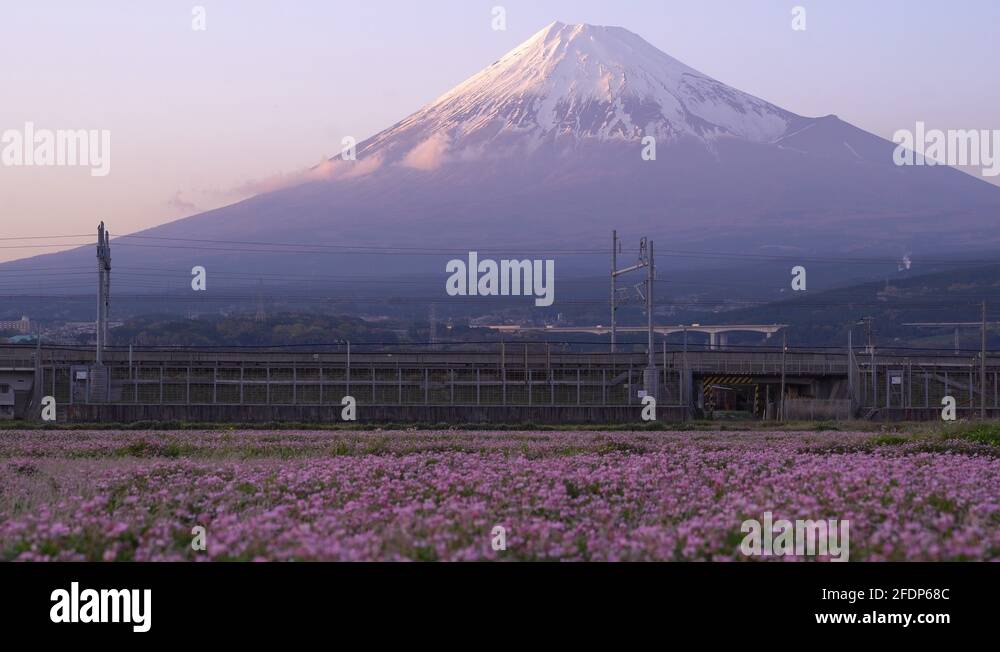 The Shinkansen or Bullet Train Passing Through Mount Fuji And Shibazakura Stock Video Footage ...