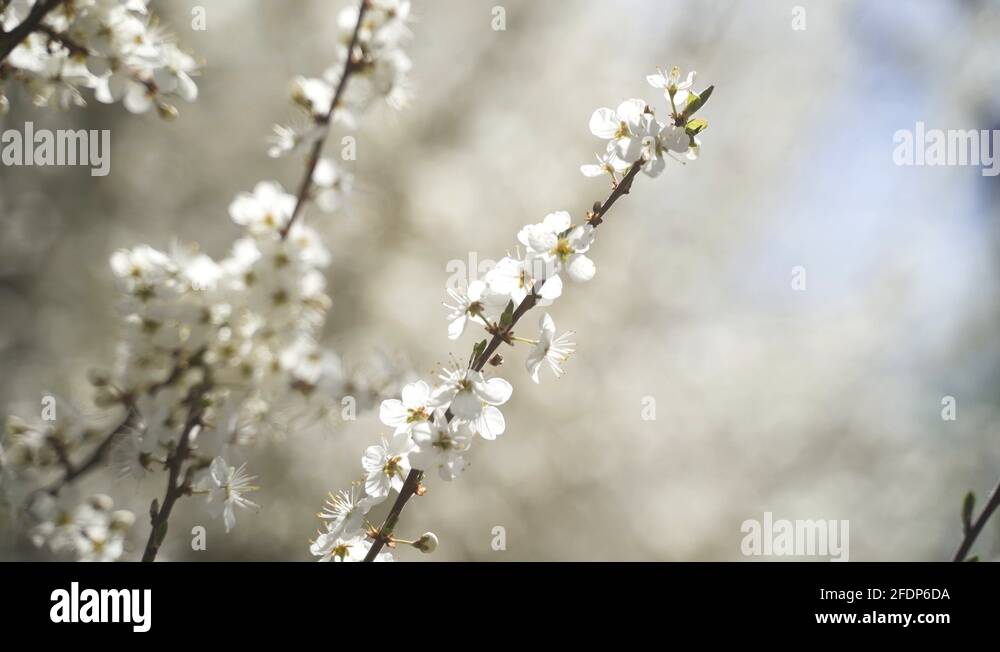 White flowering branch Stock Videos & Footage - HD and 4K Video Clips ...