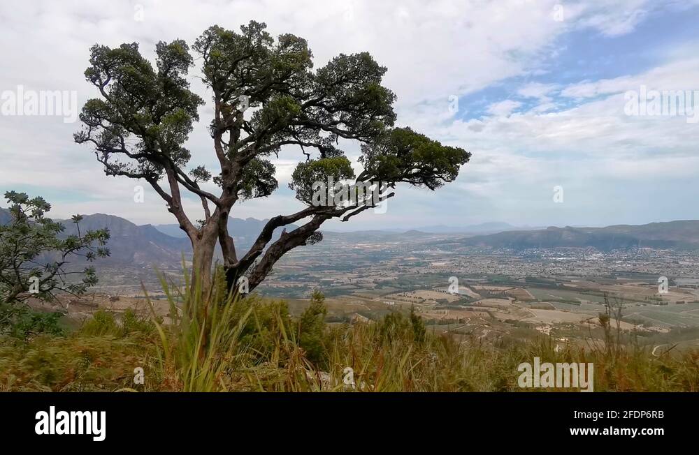 Iconic tree Stock Videos & Footage - HD and 4K Video Clips - Alamy