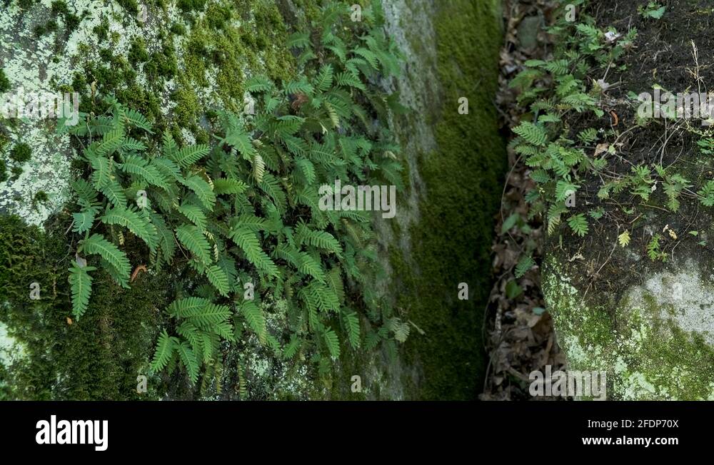 Ferns and moss Stock Videos & Footage - HD and 4K Video Clips - Alamy