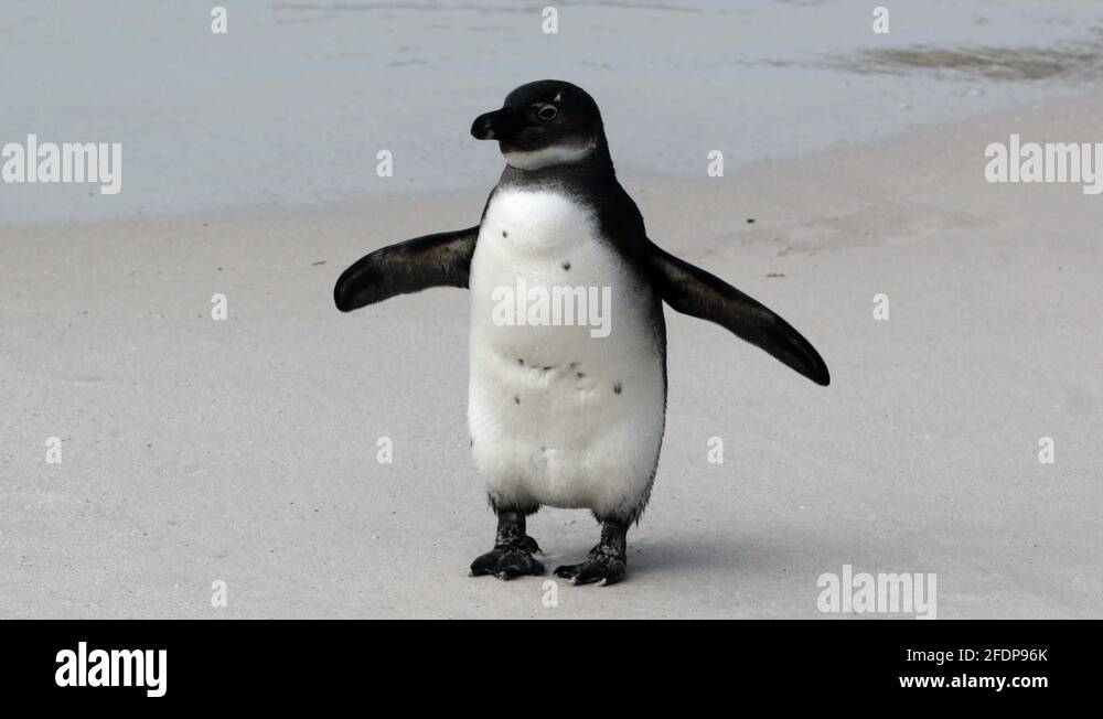 Penguin stretching Stock Videos & Footage - HD and 4K Video Clips - Alamy