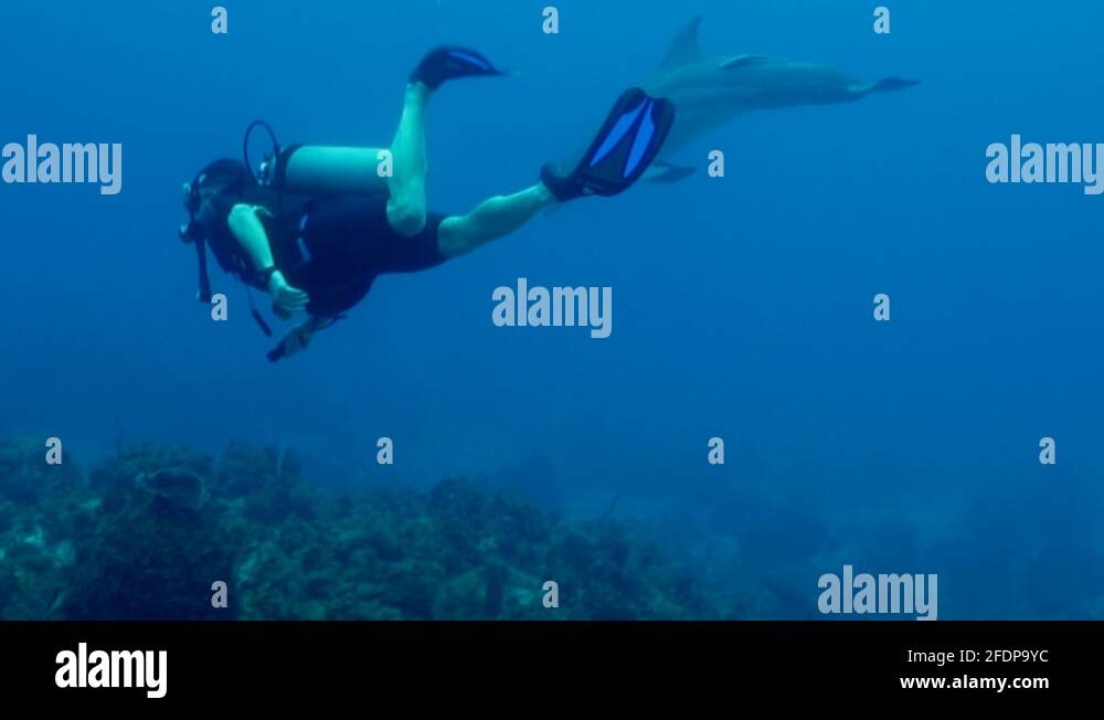 Scuba diving dolphin Stock Videos & Footage - HD and 4K Video Clips - Alamy