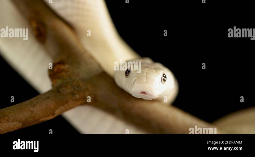 Albino black rat snake Stock Videos & Footage - HD and 4K Video Clips ...