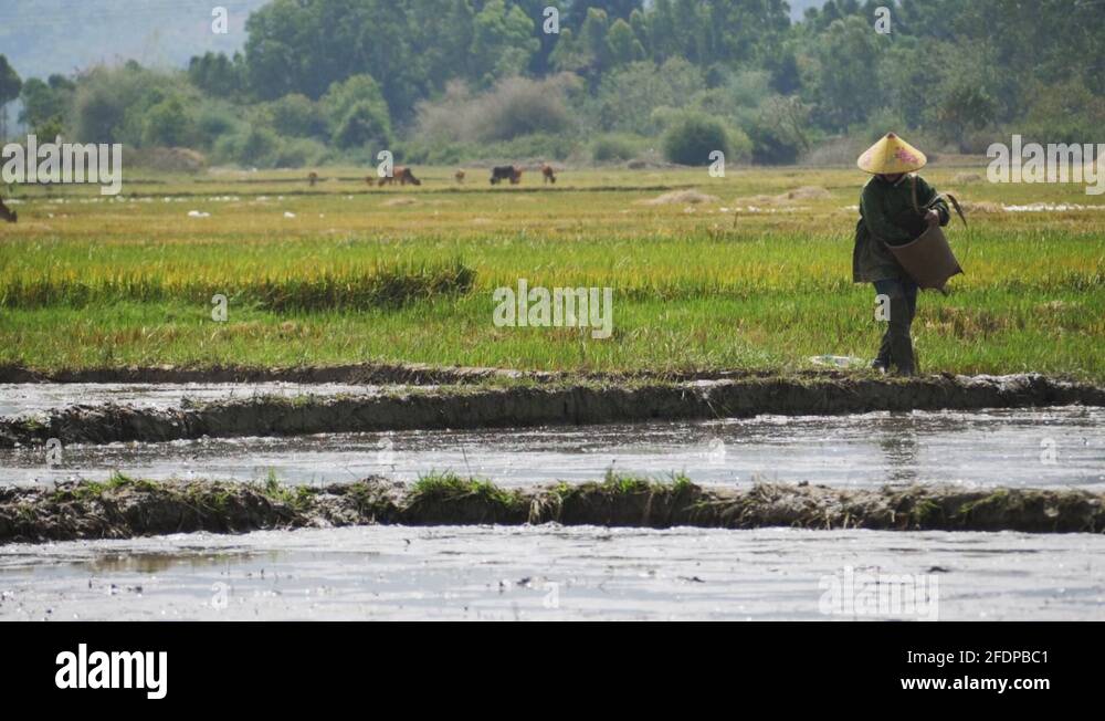 Vietnam farmer work in ricefield Stock Videos & Footage - HD and 4K ...