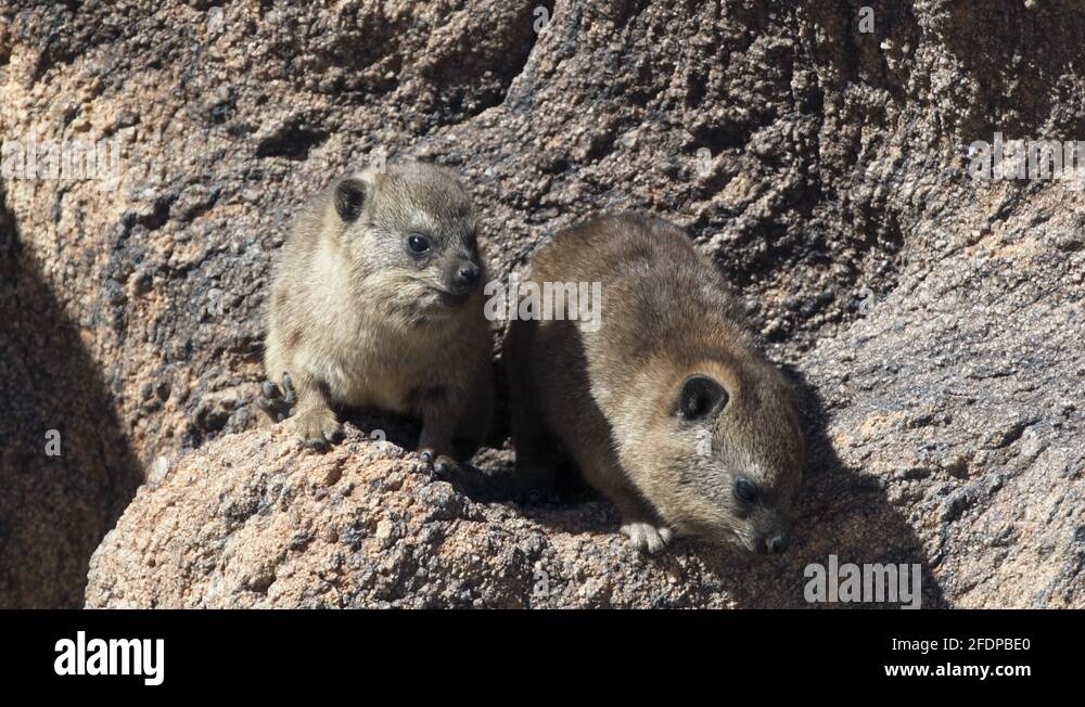 Cute baby badger Stock Videos & Footage - HD and 4K Video Clips - Alamy