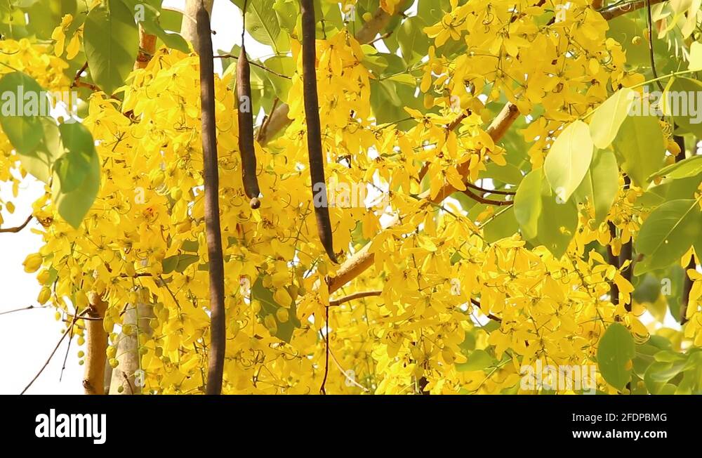 Thailand flower petal bloom Stock Videos & Footage - HD and 4K Video ...