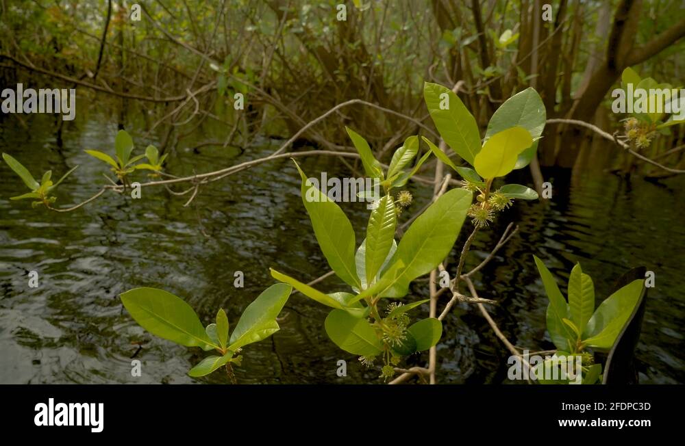 Tupelo flowers blooming on limb of a swamp tupelo tree in Florida Stock ...