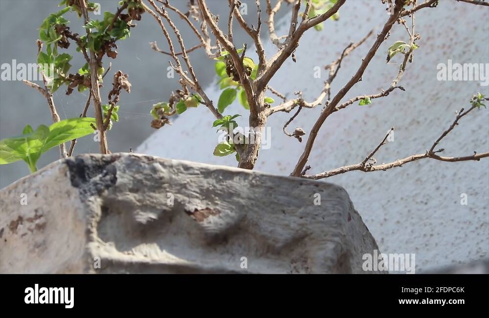 Indian tulsi Stock Videos & Footage - HD and 4K Video Clips - Alamy