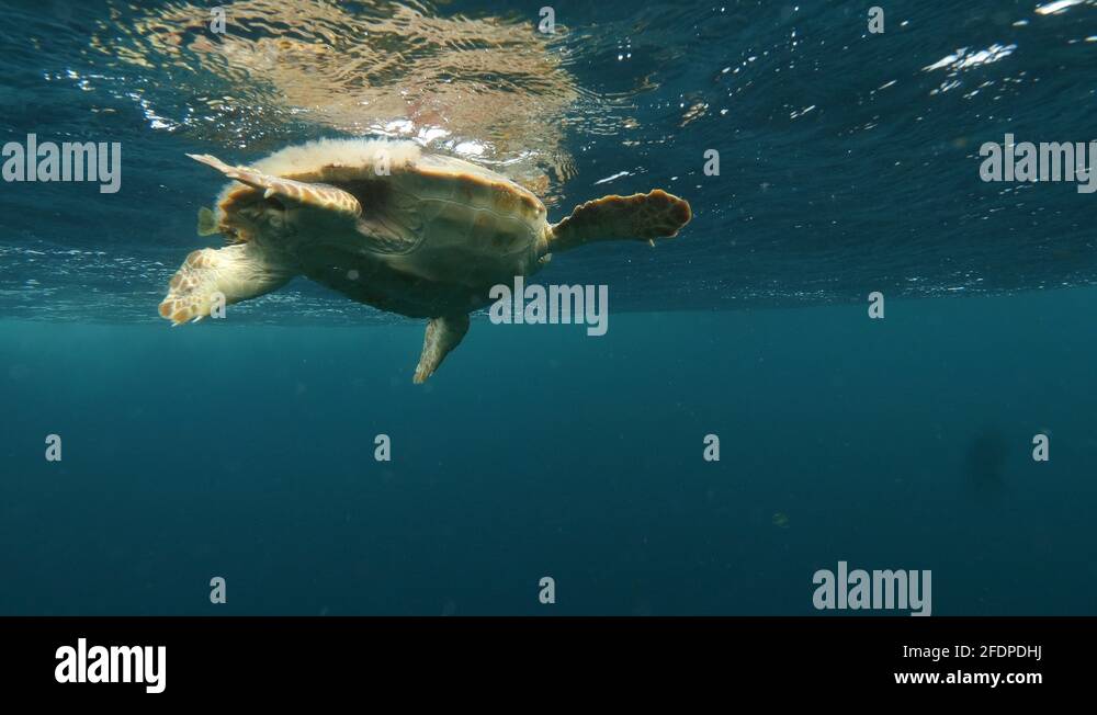 Loggerhead sea turtle swimming Stock Videos & Footage - HD and 4K Video ...