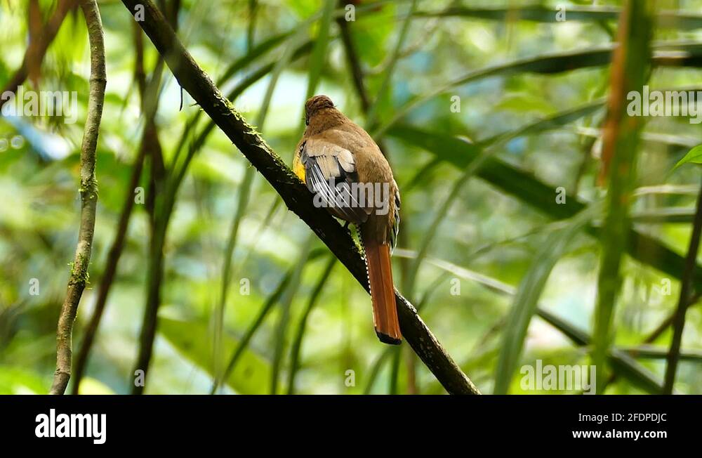 Gartered trogon Stock Videos & Footage - HD and 4K Video Clips - Alamy
