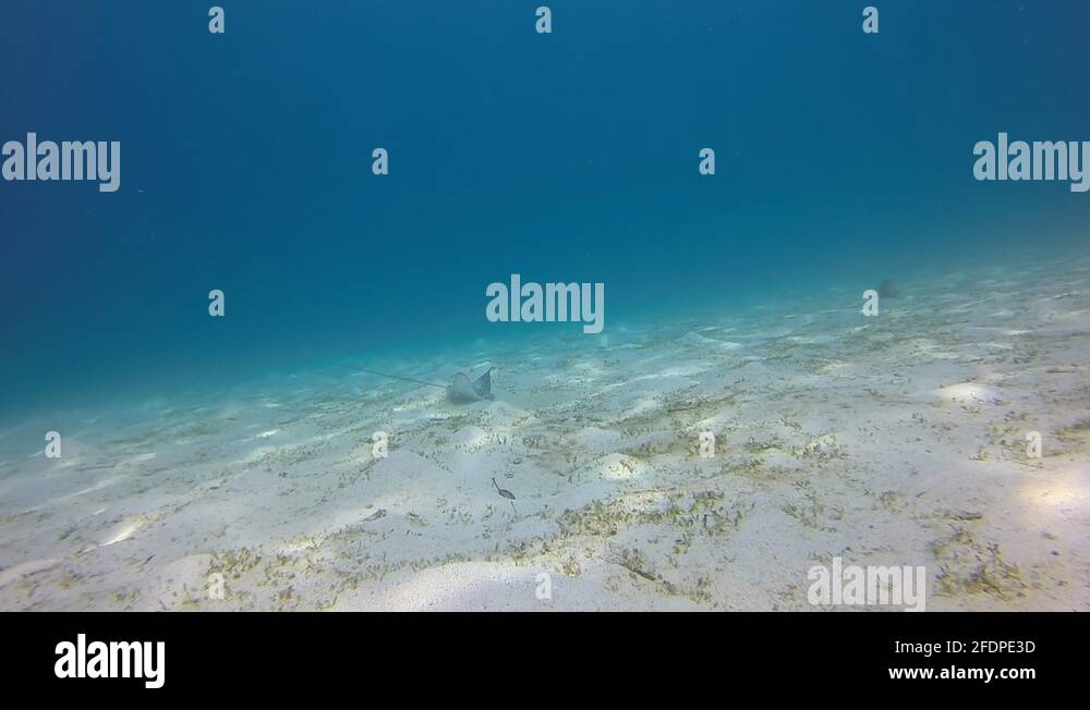 Deep sea floor fish Stock Videos & Footage - HD and 4K Video Clips - Alamy