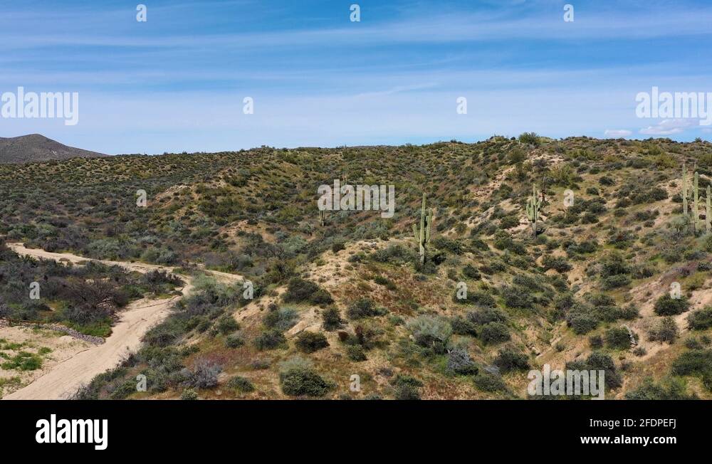 Cactus springs Stock Videos & Footage - HD and 4K Video Clips - Alamy