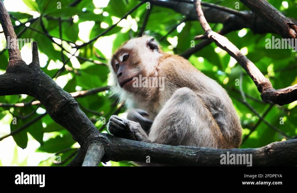 Monkey and scratch Stock Videos & Footage - HD and 4K Video Clips - Alamy